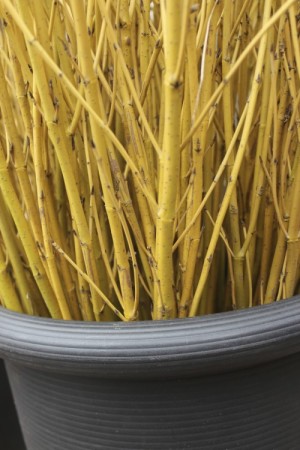 yellow twig dogwood - Blue Sky Flower Farm
